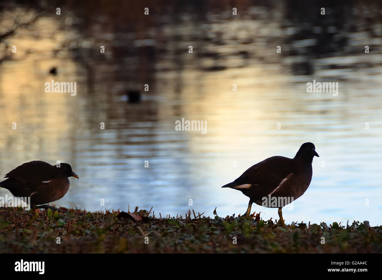 Common lake bird hi-res stock photography and images - Alamy