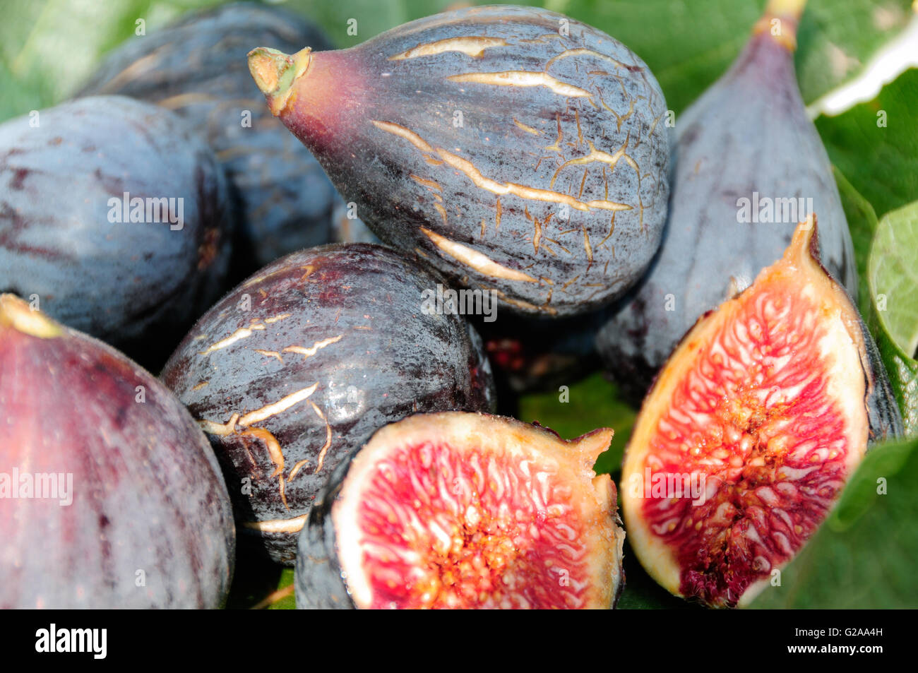 Three Figs on fig leaf in the field Stock Photo - Alamy