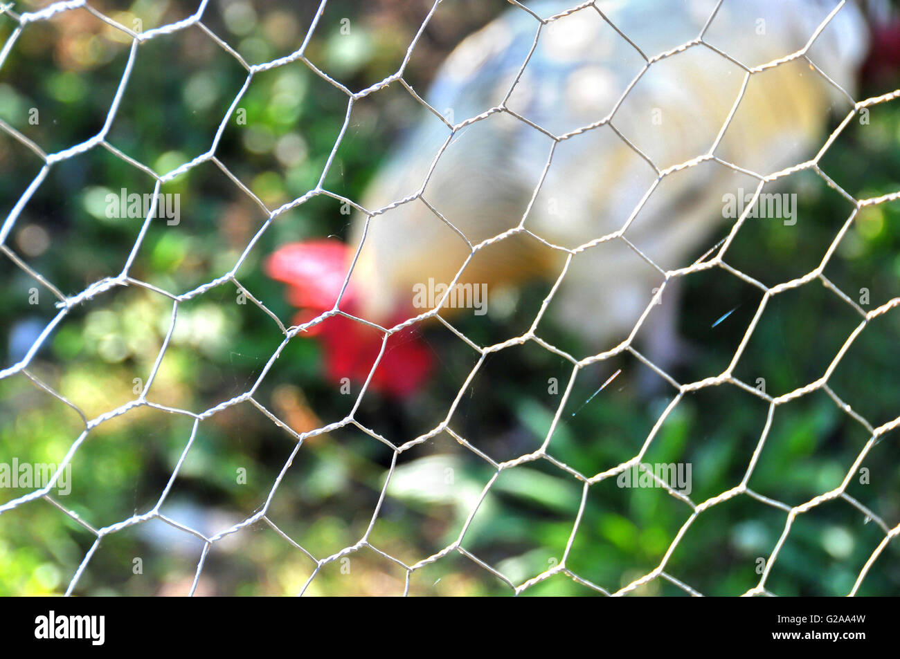 Hen behind bars eating a chicken coop in the grass Stock Photo - Alamy