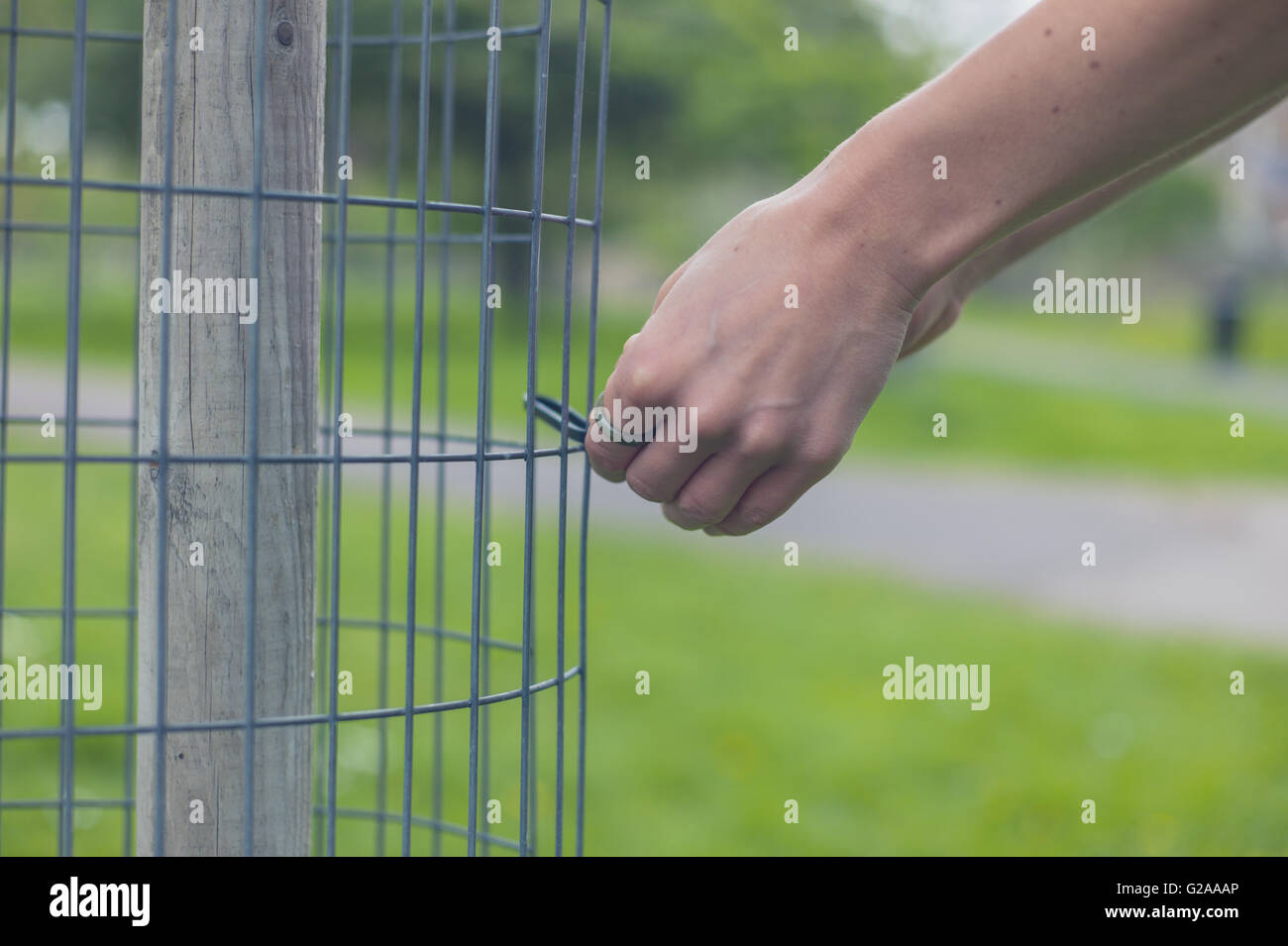 A female hand is touching some wire surrounding a tree in a park Stock ...