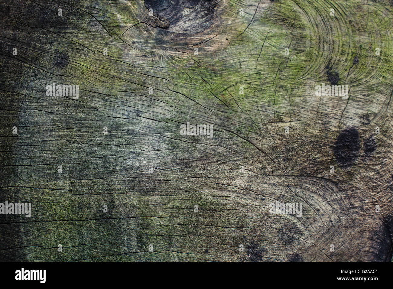 Closeup on the rings of a large felled tree Stock Photo - Alamy