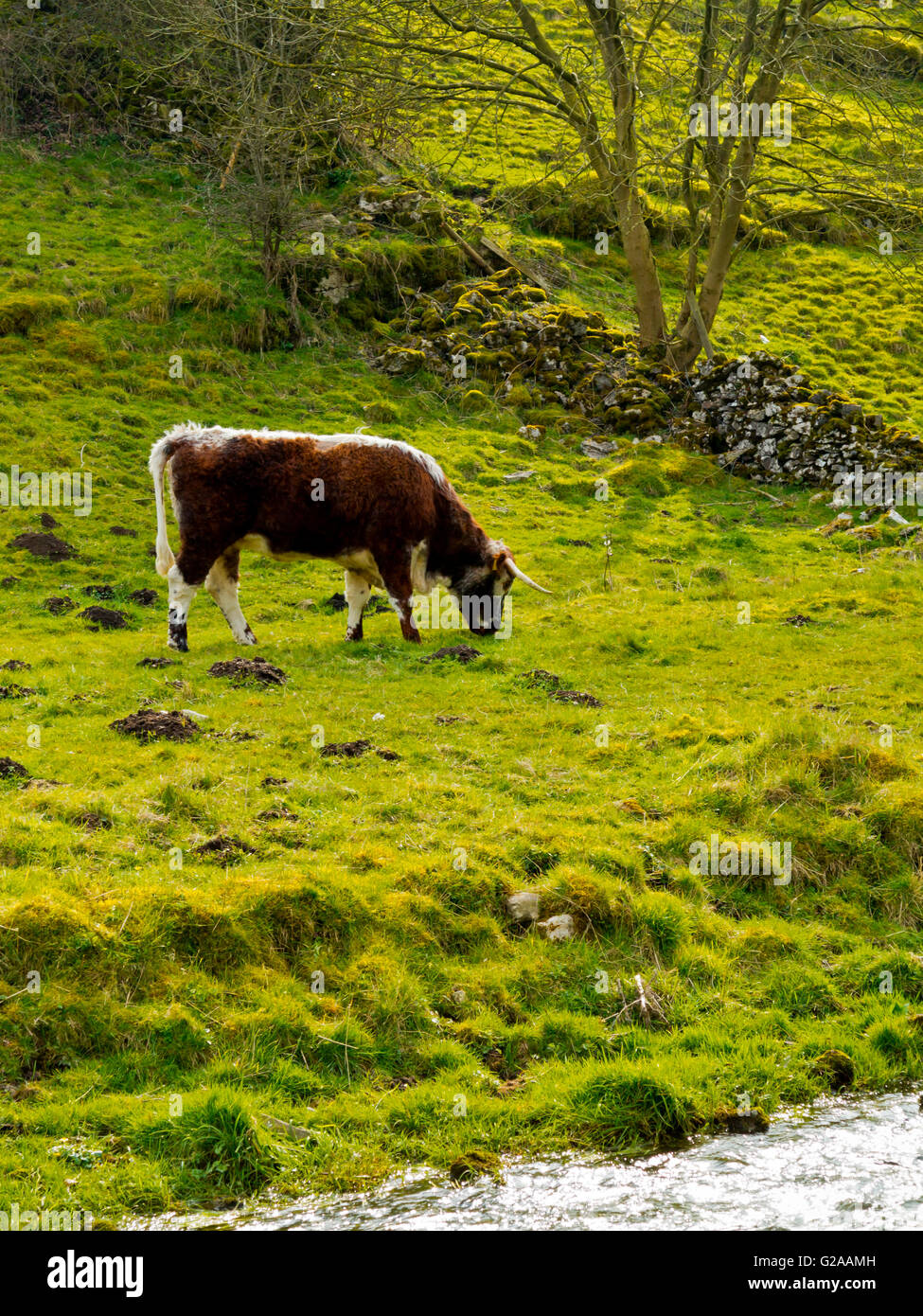 Cattle grazing on farmland next to the River Bradford in Youlgreave in ...