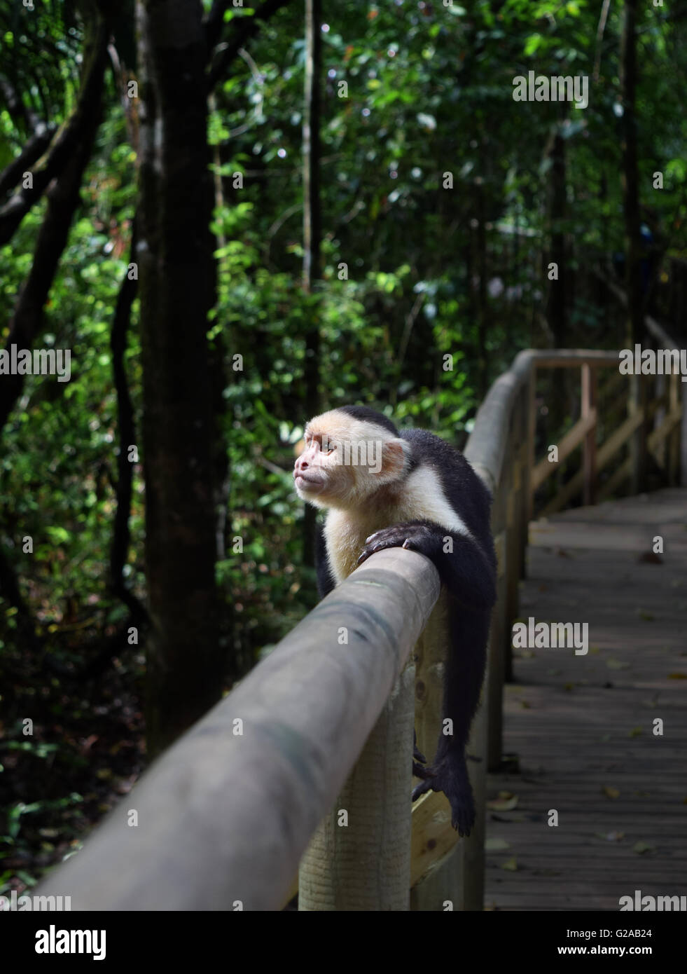 White face capuchin hi-res stock photography and images - Alamy