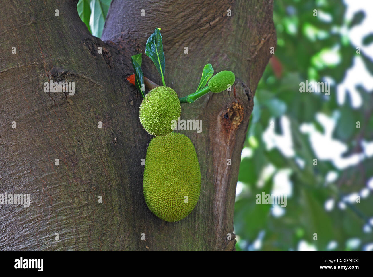 Close-up of tender jack fruits (Artocarpus heterophyllus) in the tree ...