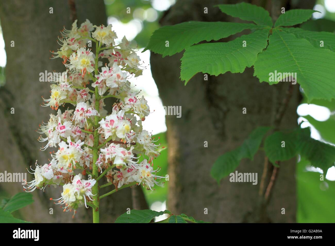 Chestnut tree flowers Stock Photo - Alamy