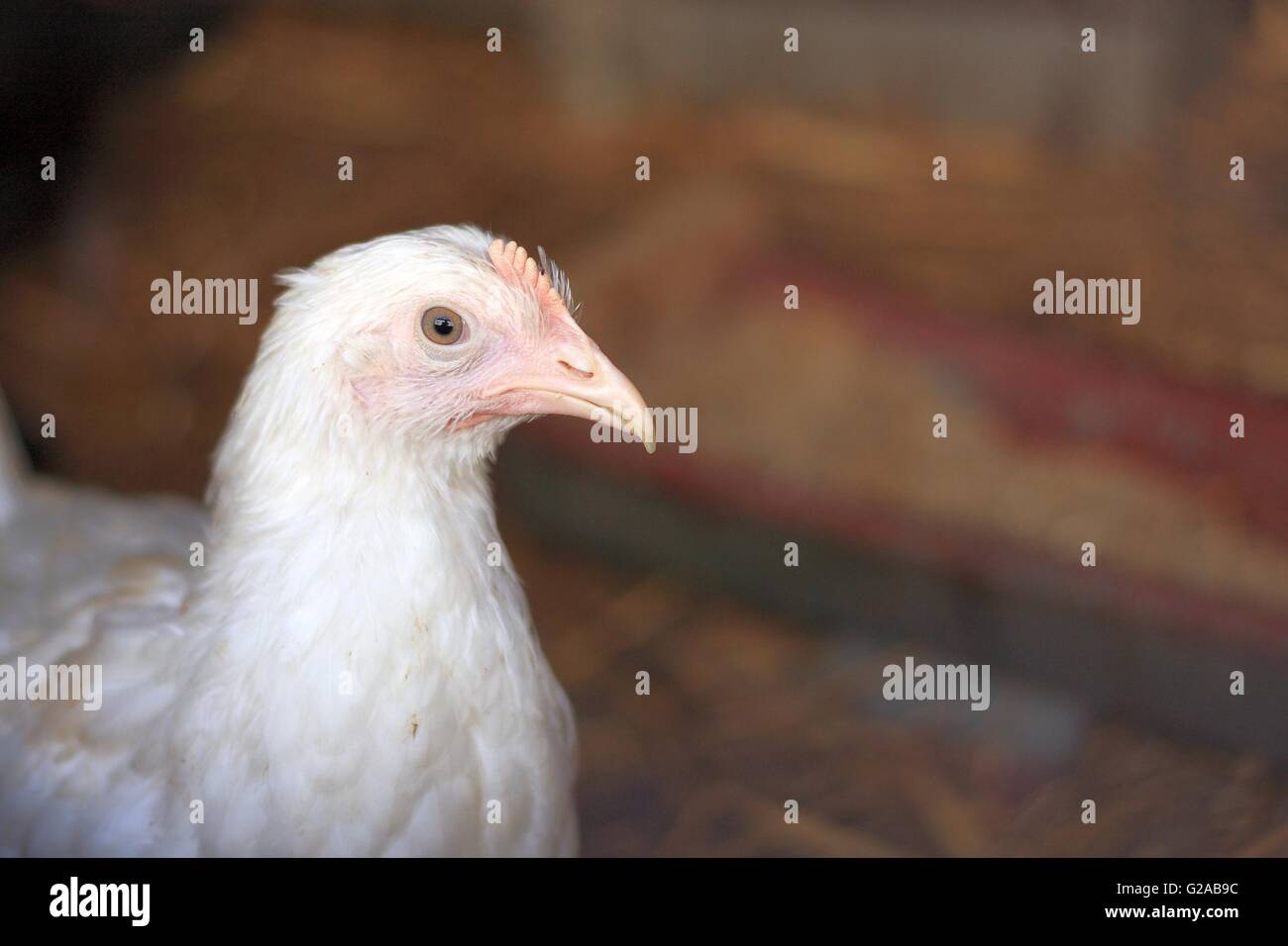 Leghorn hen hi-res stock photography and images - Alamy