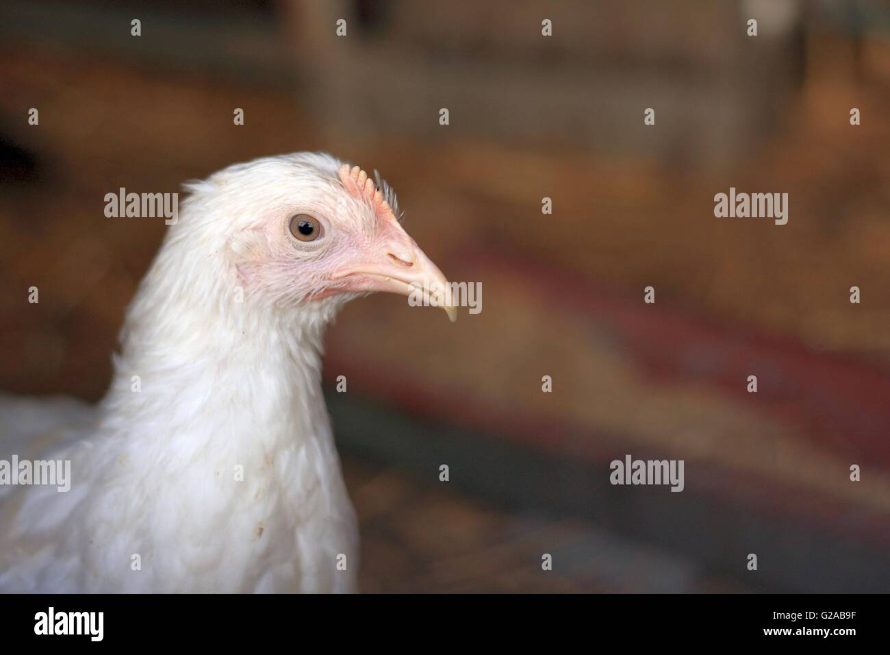 Leghorn hen hi-res stock photography and images - Alamy