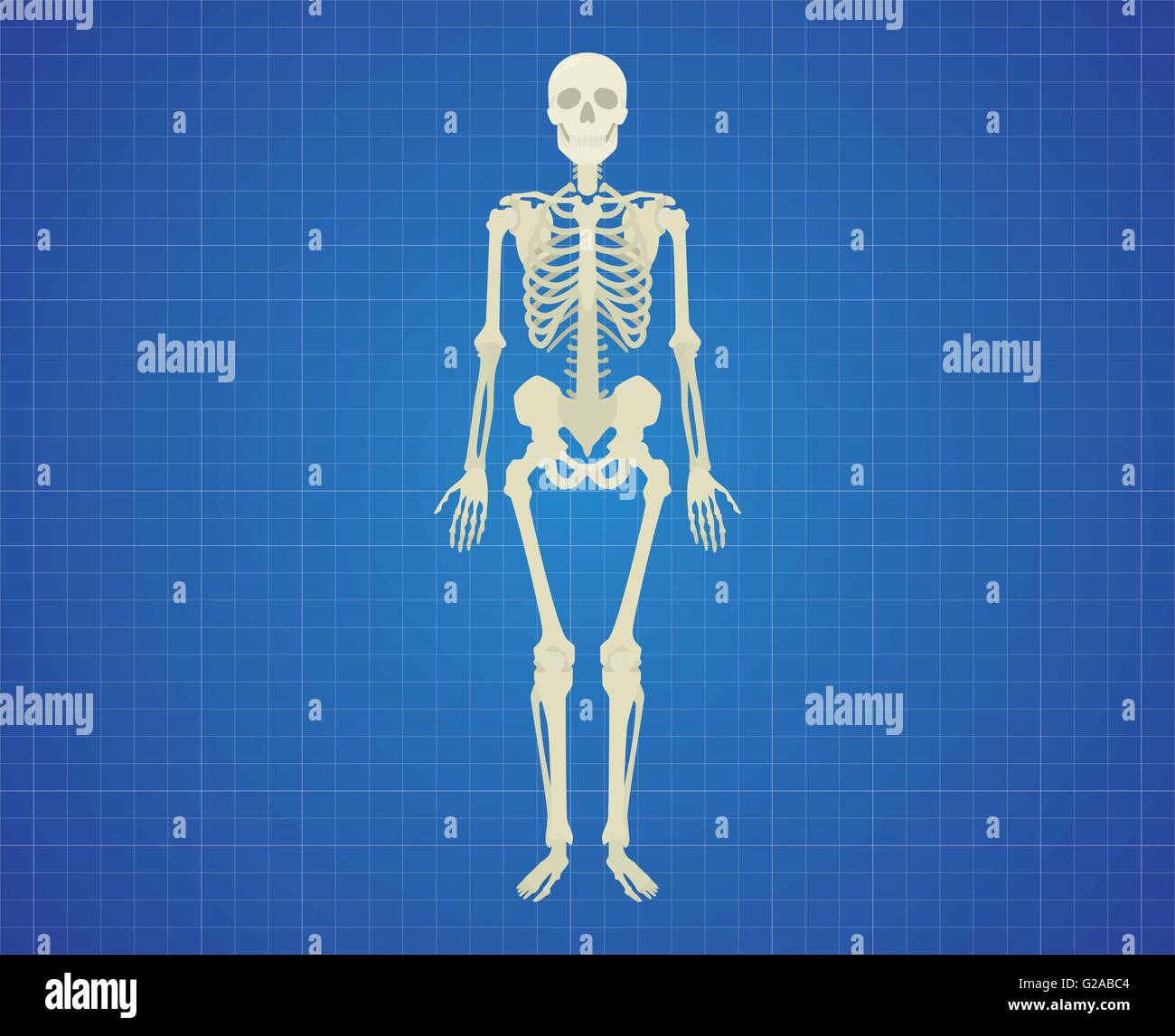 human skeleton with white color single isolated vector graphic Stock ...