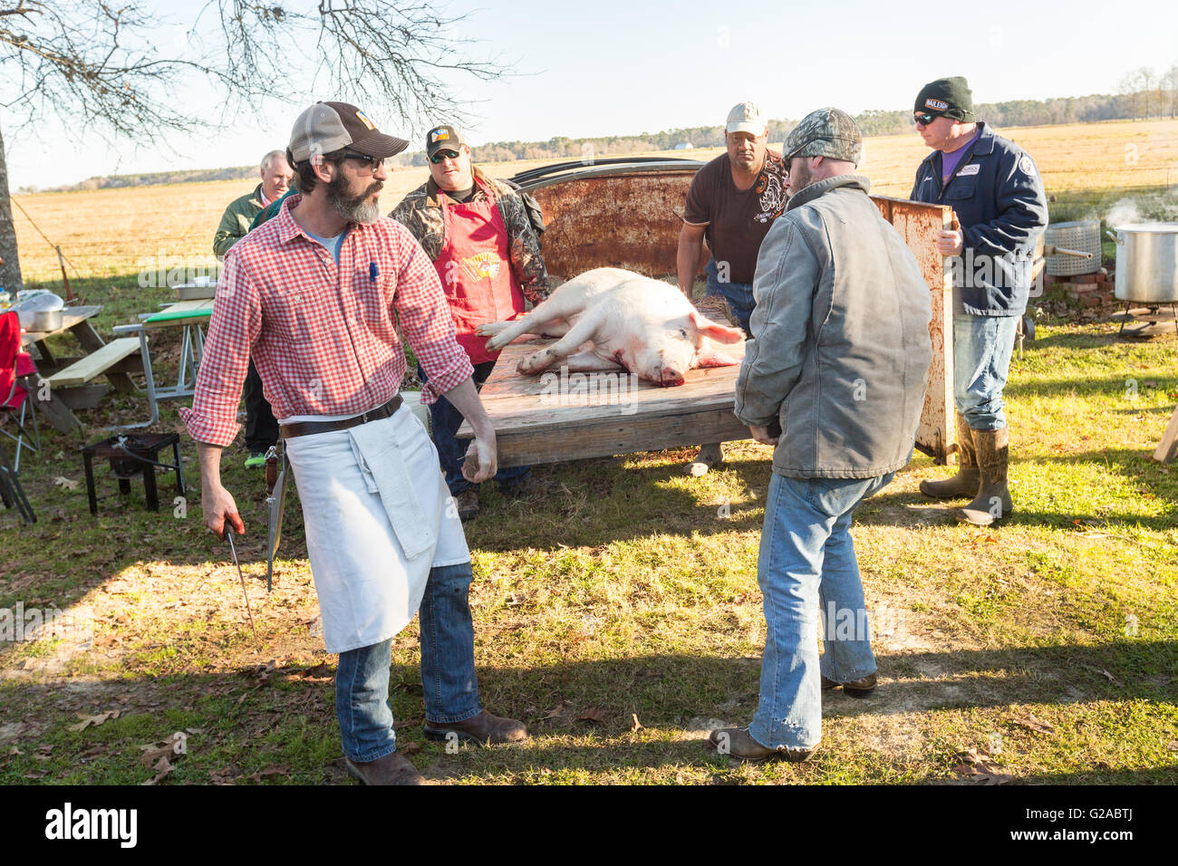Butchers carry a freshly killed hog for slaughter during a Cajun ...
