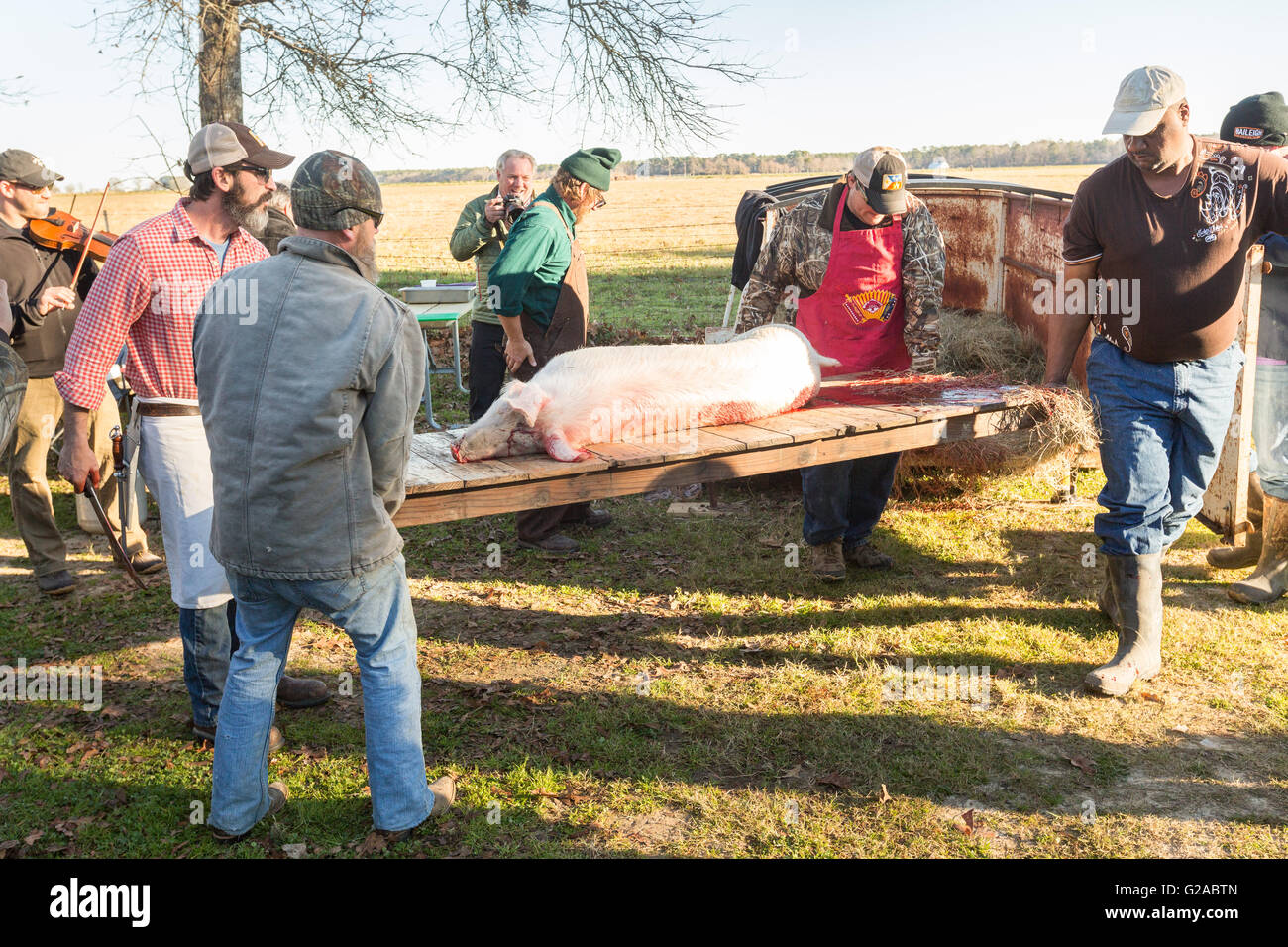 Butchers carry a freshly killed hog for slaughter during a Cajun ...