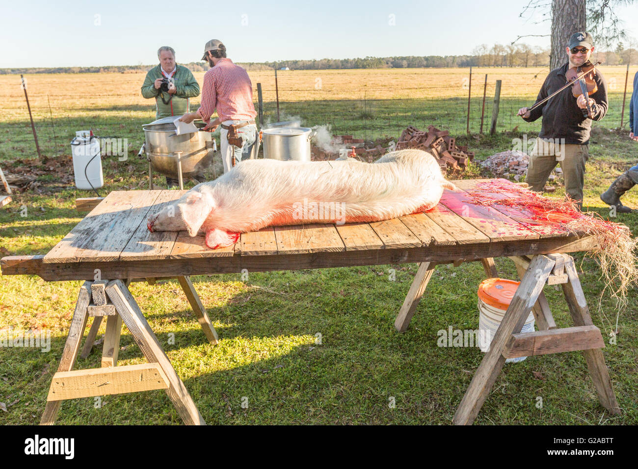 A freshly killed hog lays out ready for slaughter as a fiddler plays a ...