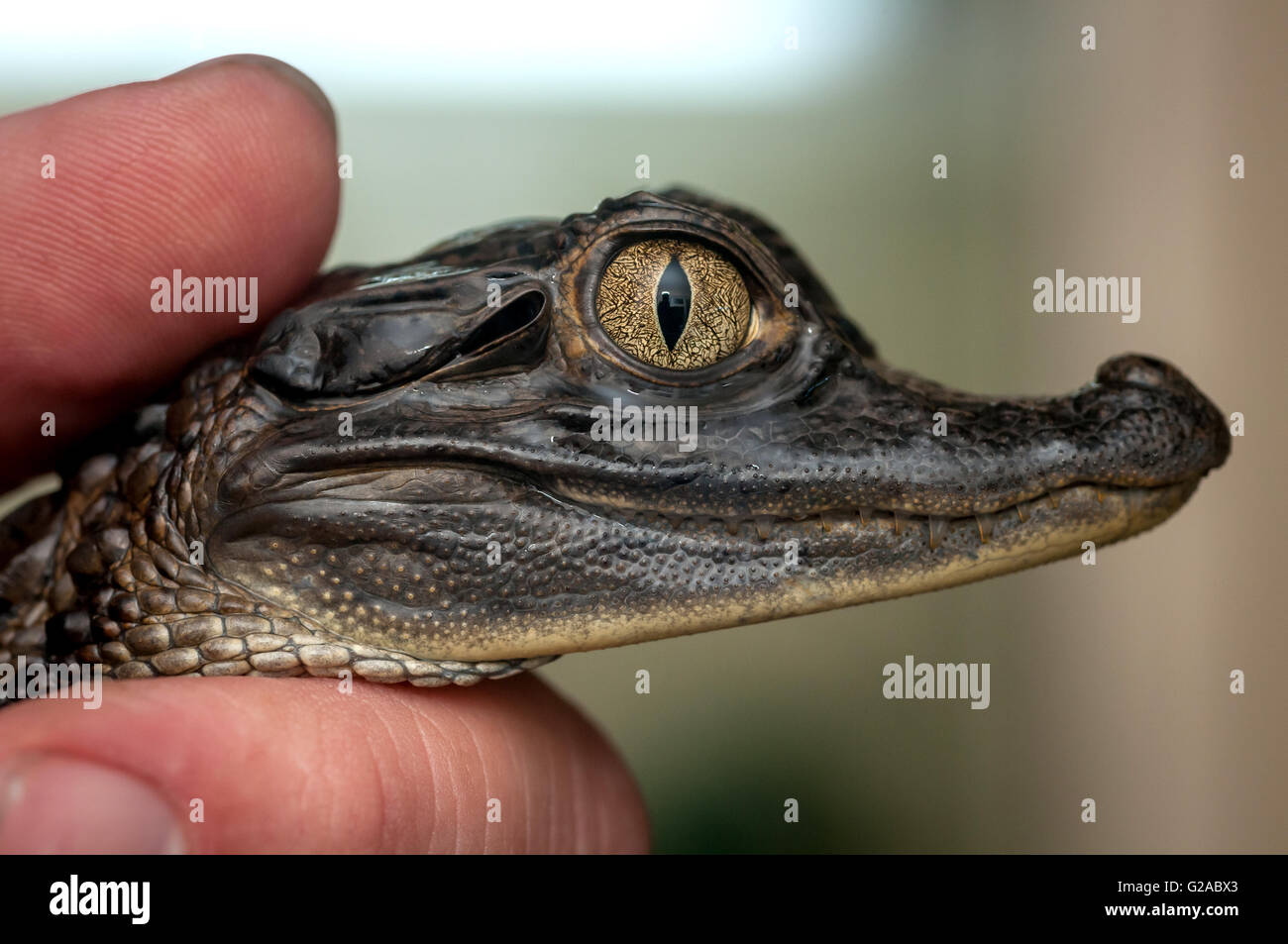 Baby caiman hi-res stock photography and images - Alamy