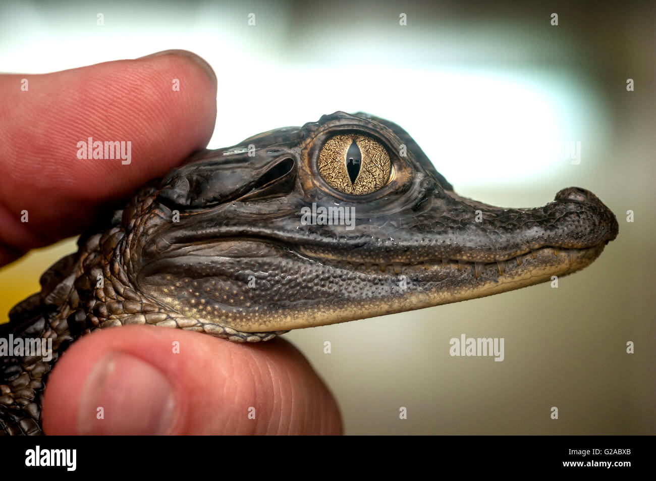 A baby caiman, an alligatorid crocodilian caimaninae, at the RSPCA ...