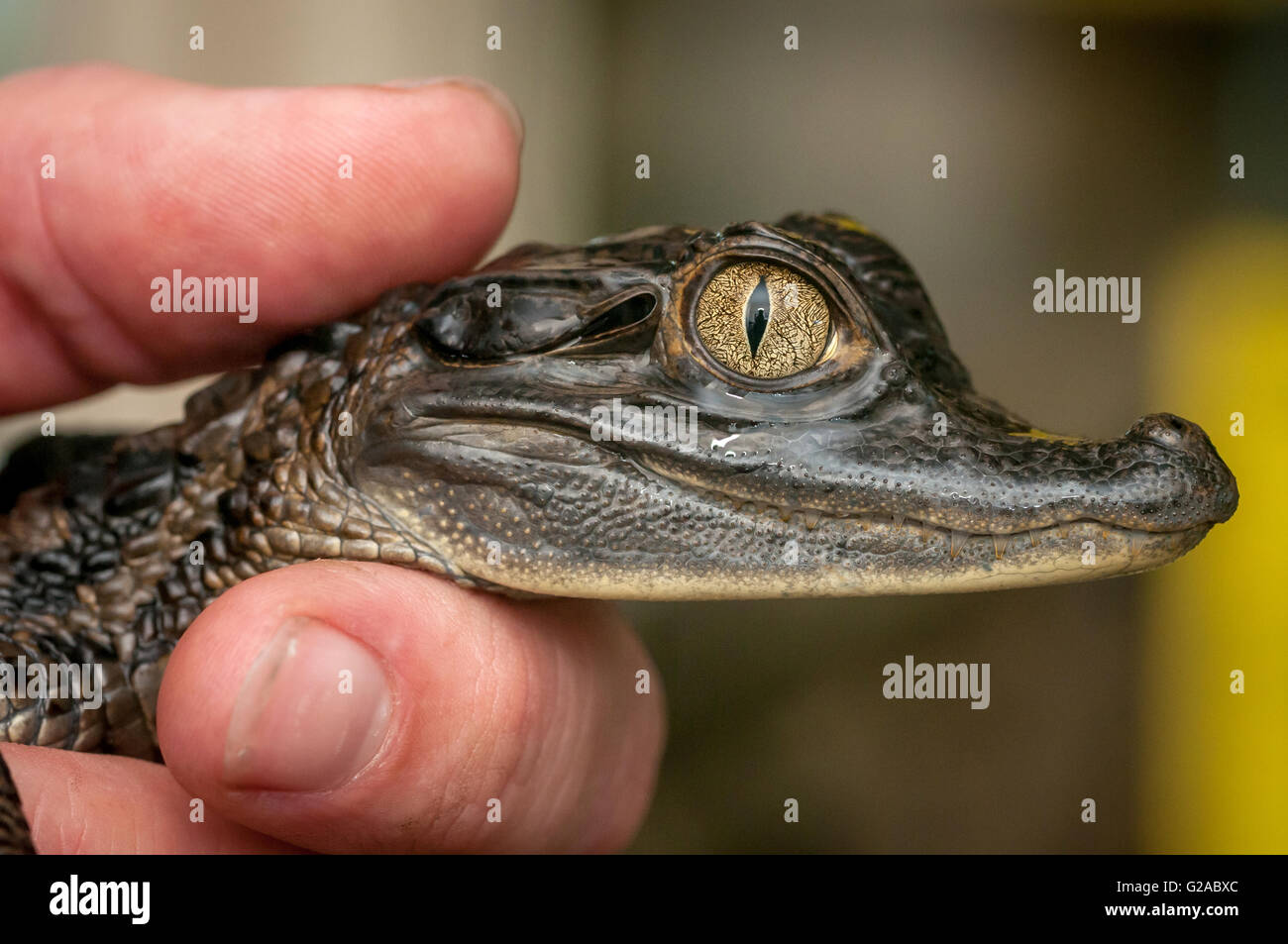 A baby caiman, an alligatorid crocodilian caimaninae, at the RSPCA ...