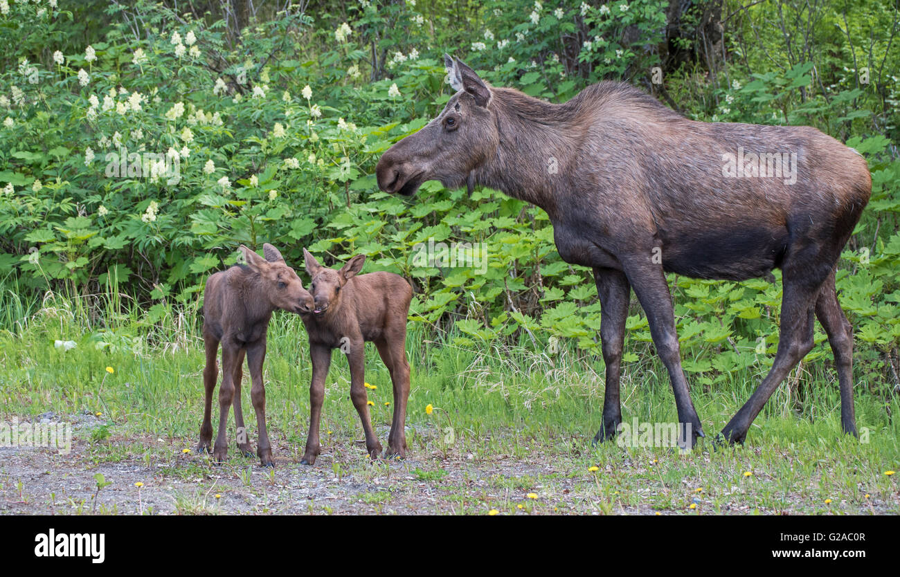 Alaska moose hi-res stock photography and images - Alamy