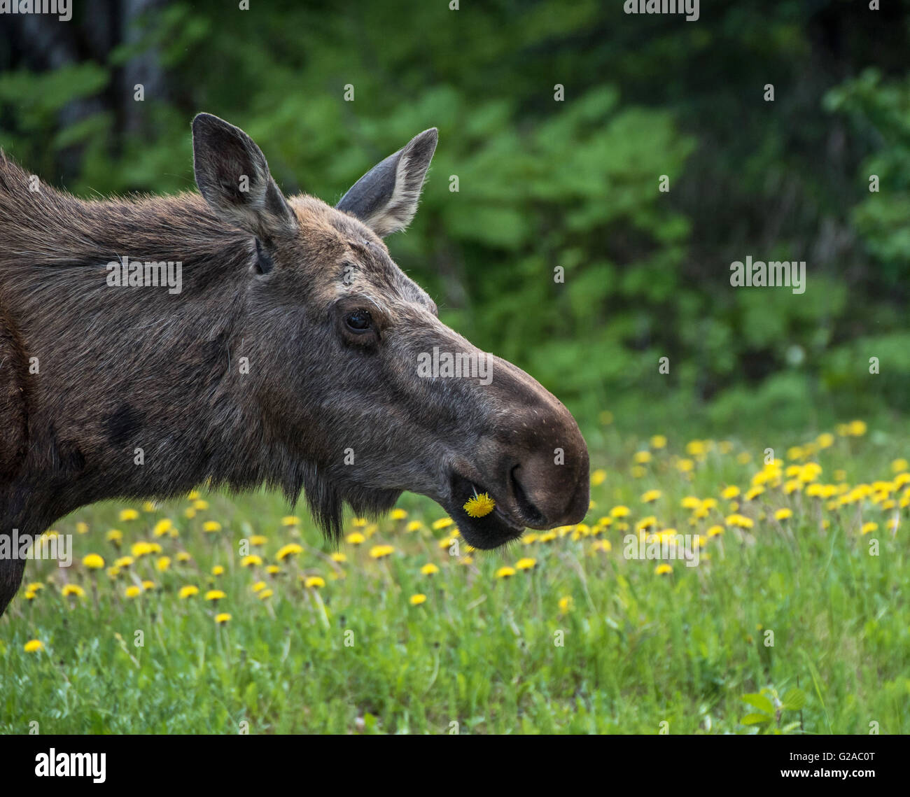 Cow Moose eating Dandelions Stock Photo - Alamy