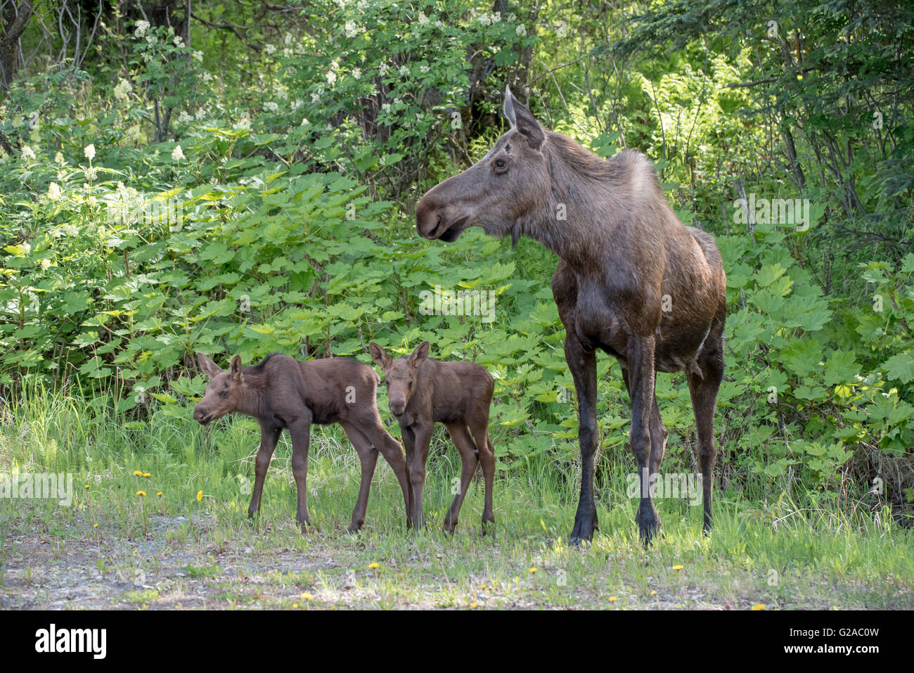 Cow moose and twin calves Stock Photo - Alamy