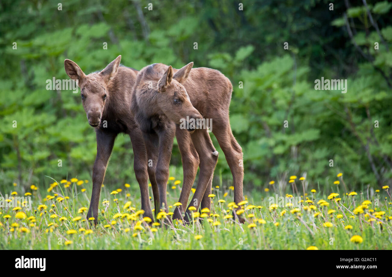 Calf cow twins hi-res stock photography and images - Alamy