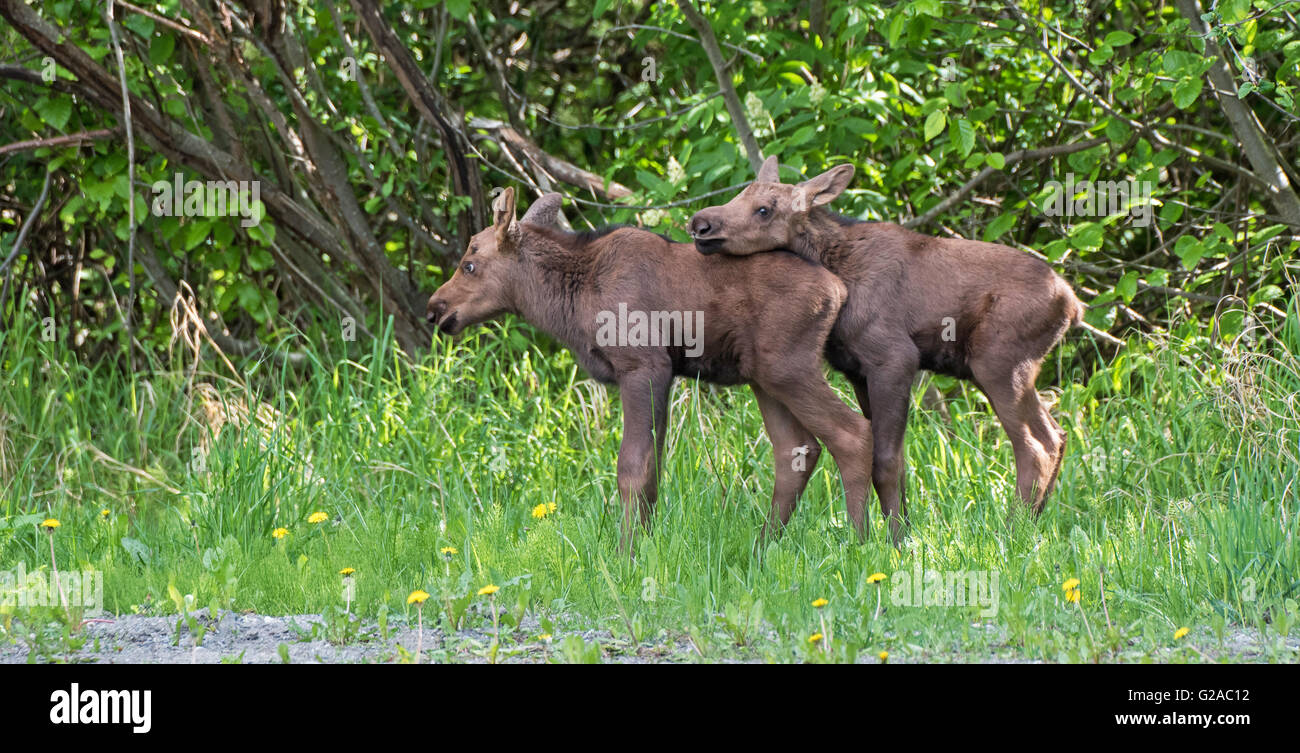 A twin moose calf rests on its sibling Stock Photo - Alamy