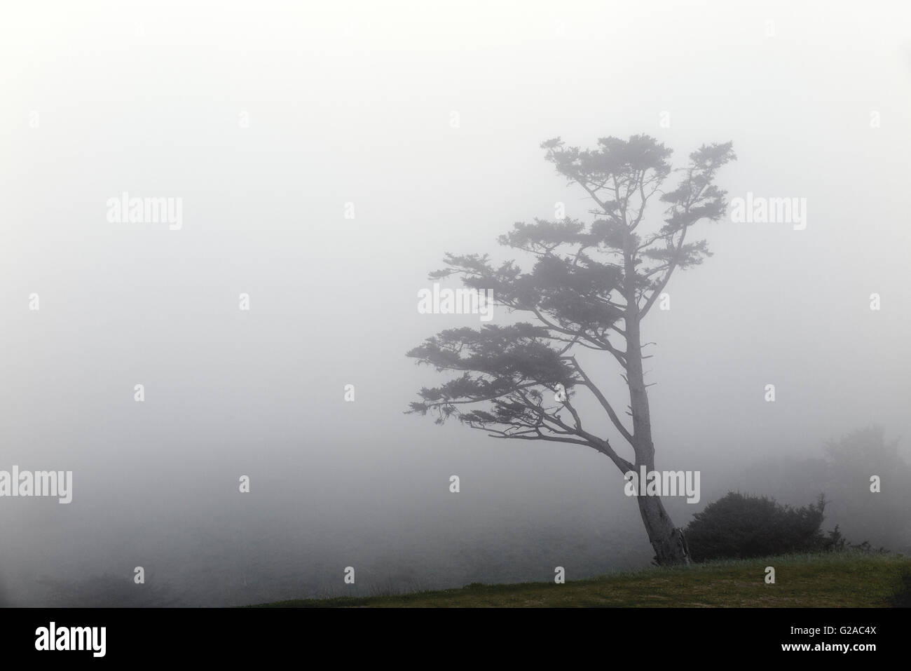 Fog tree hi-res stock photography and images - Alamy