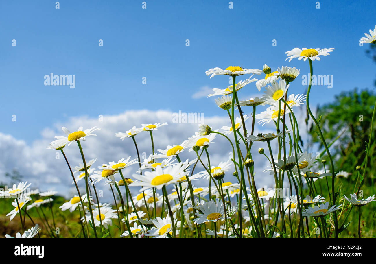 a daisy field with a blue sky Stock Photo - Alamy