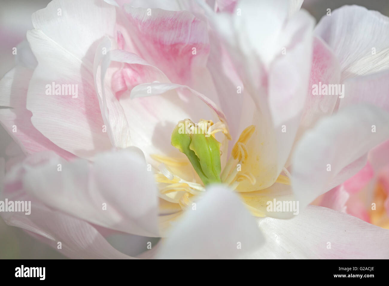 Angelique hi-res stock photography and images - Alamy