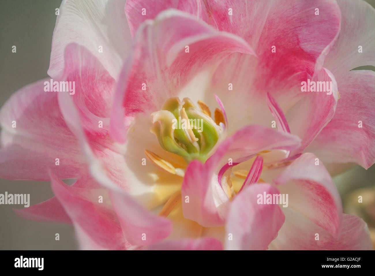 Angelique hi-res stock photography and images - Alamy