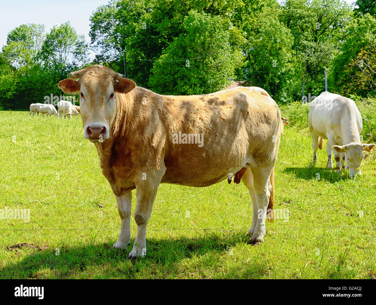 Cow in the middle hi-res stock photography and images - Alamy