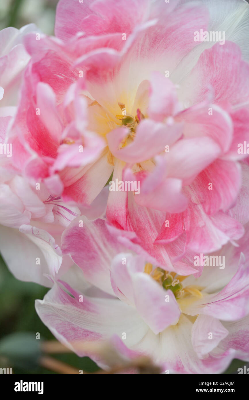 Angelique hi-res stock photography and images - Alamy