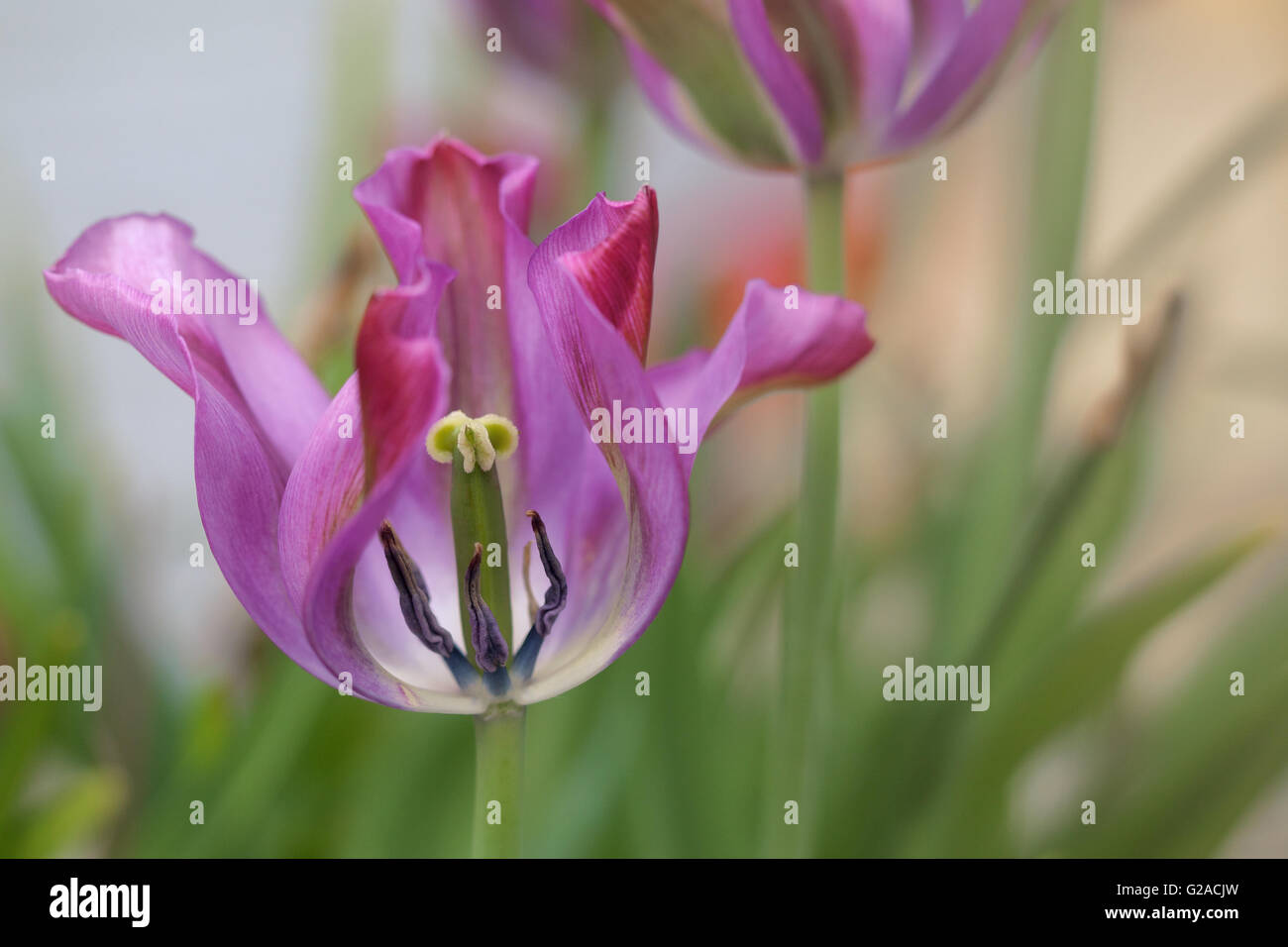 Tulipa Nightrider in full bloom growing at the side of Lake Windermere ...