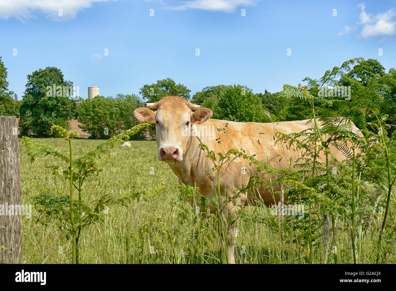 Cow in the middle hi-res stock photography and images - Alamy