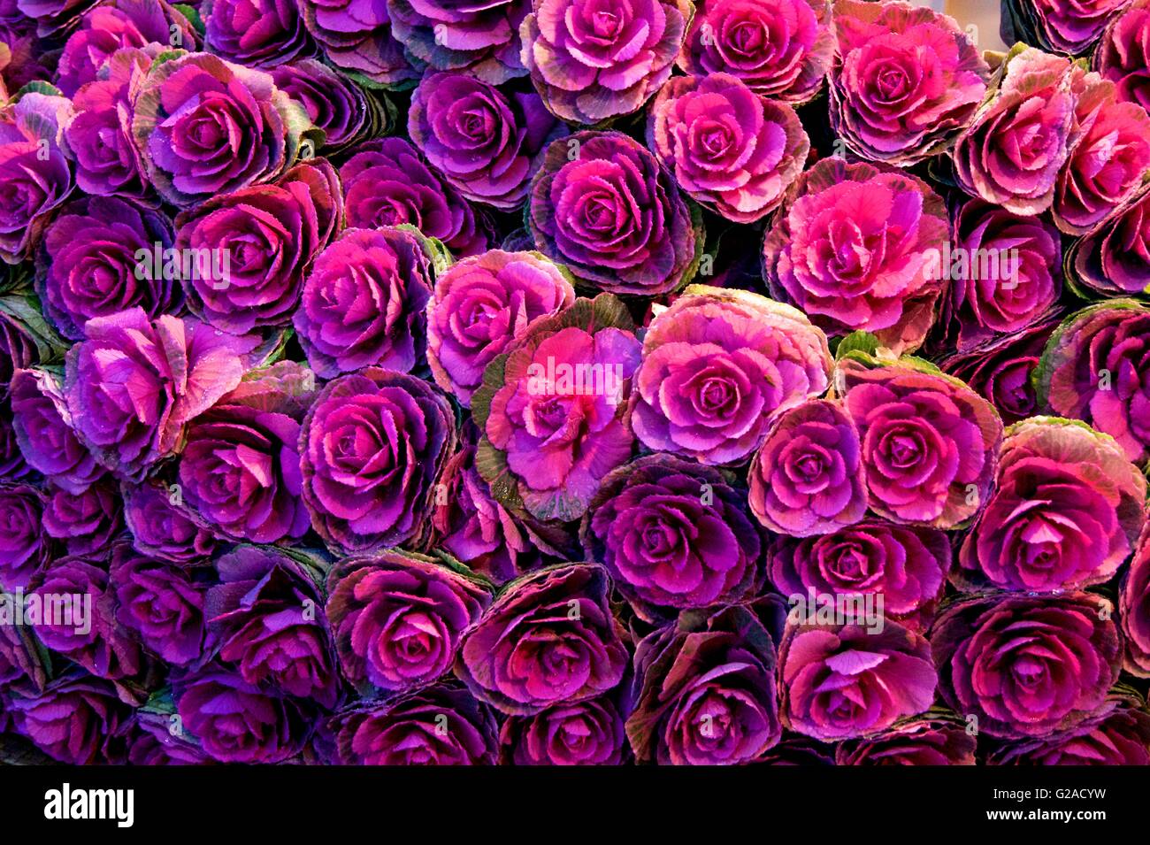 Large bunch of roses hi-res stock photography and images - Alamy