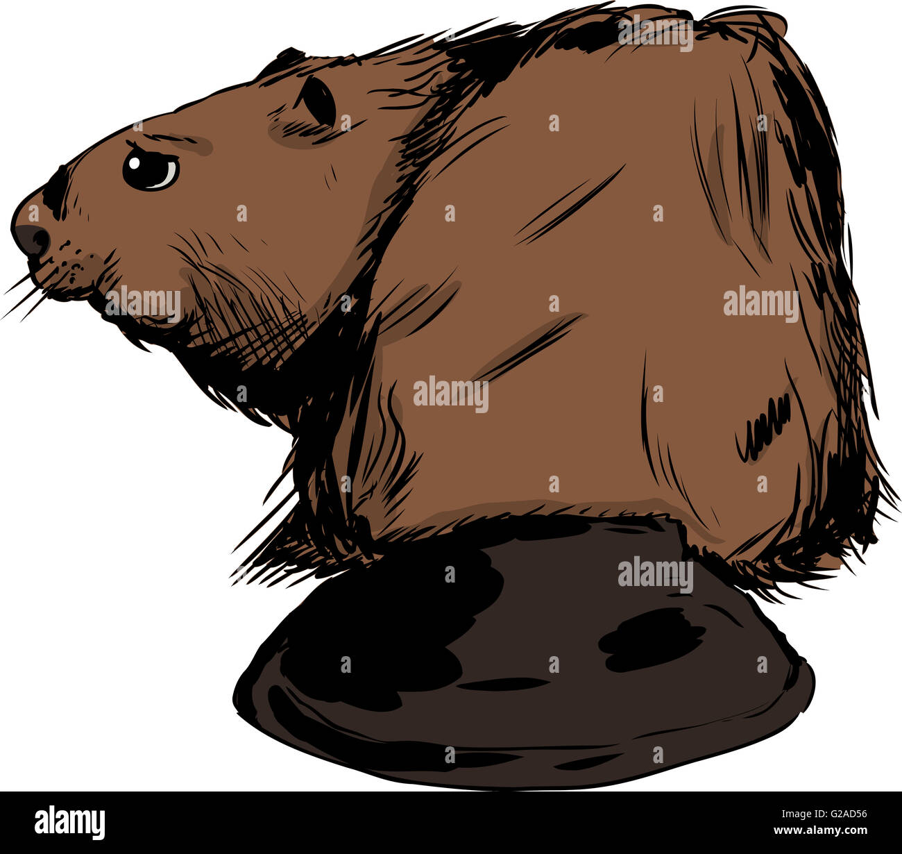 Illustration of rear view of single brown beaver with long wide tail ...