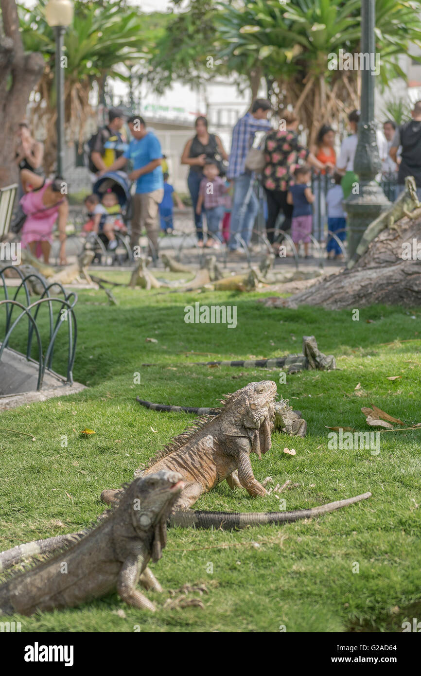 GUAYAQUIL, ECUADOR, OCTOBER - 2015 - Iguanas at Iguanas park, a ...