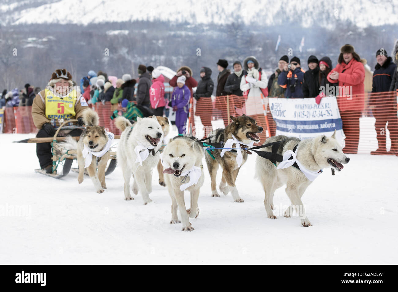 Running dog sledge team Kamchatka woman musher Margarita Bayshuakova ...