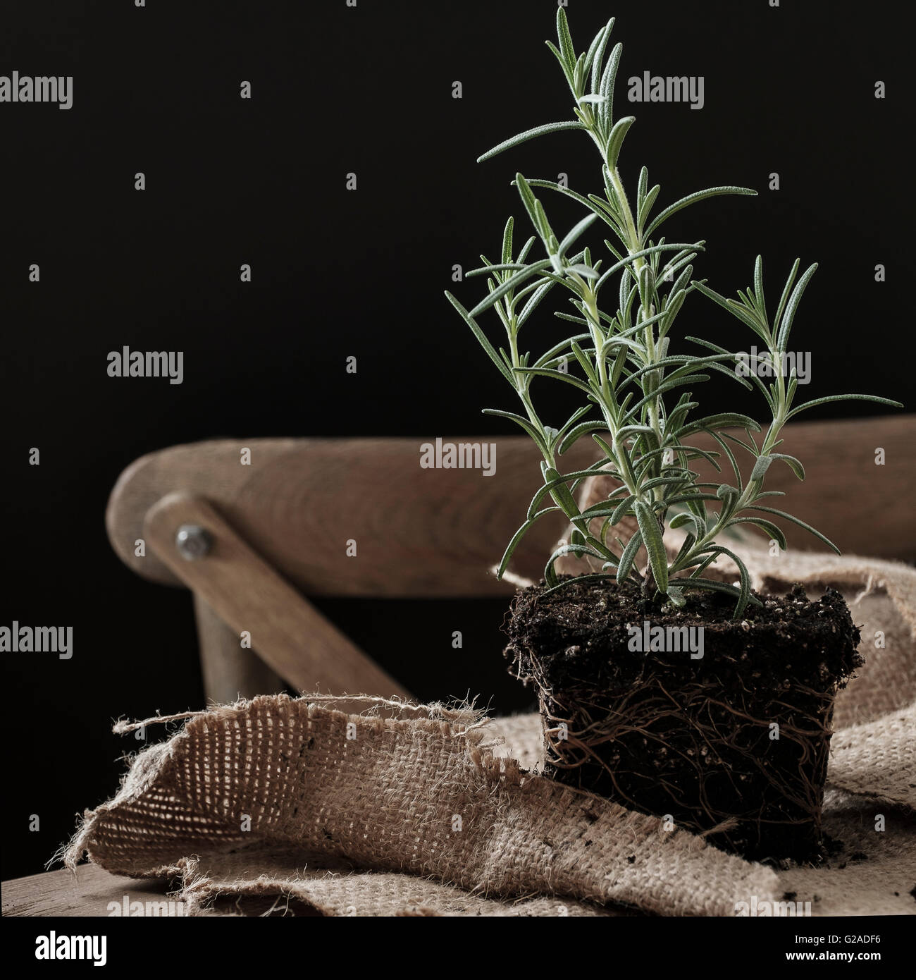 Rosemary plant without pot Stock Photo - Alamy