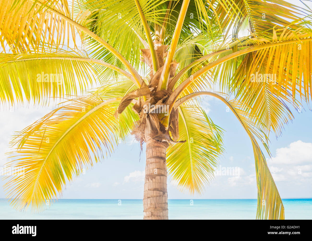 Palm sea tree hi-res stock photography and images - Alamy