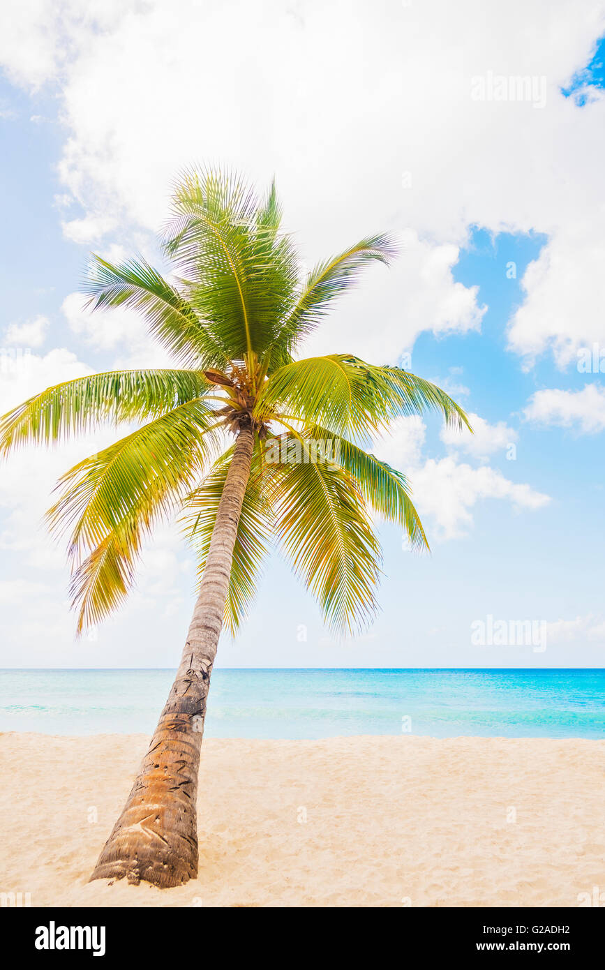 Dominican Republic Palm Trees