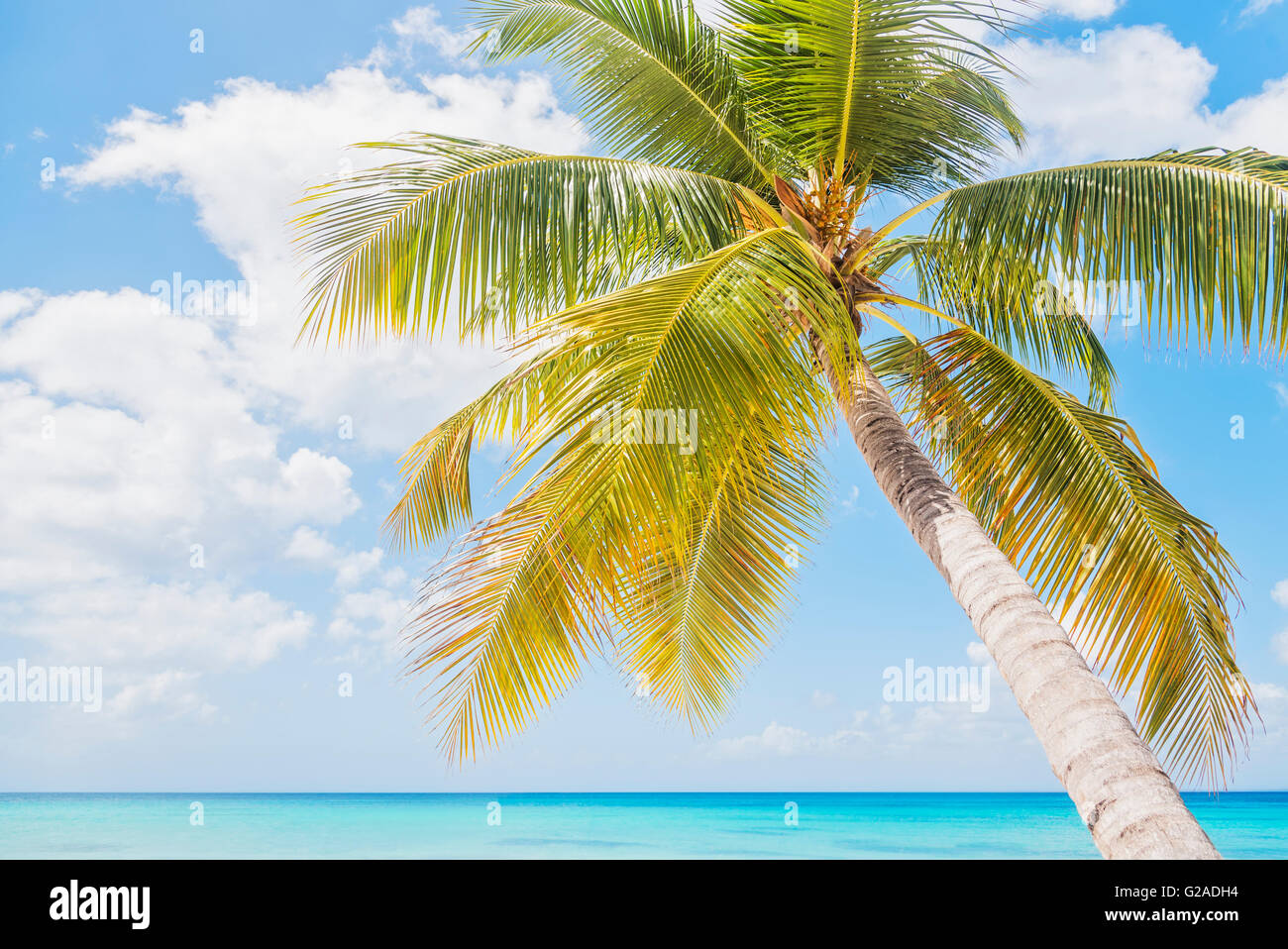 Palm tree and the sea hi-res stock photography and images - Alamy