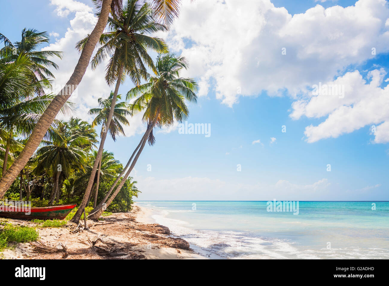 Dominican Republic, Palm trees growing on tropical beach Stock Photo ...