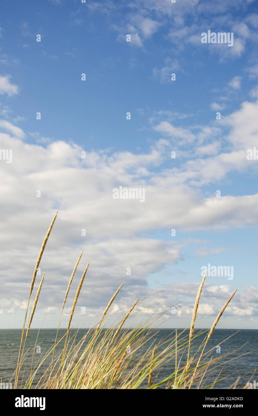 Cape Cod seascape with marram grass in sunlight Stock Photo - Alamy