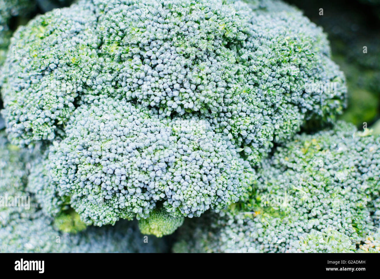 Close up of broccoli hi-res stock photography and images - Alamy