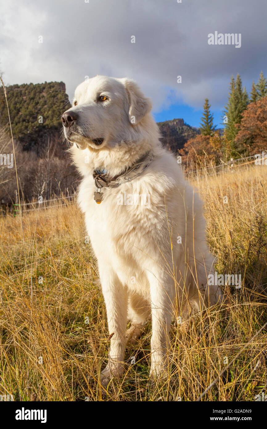 Sheepdog sitting in grass at farm Stock Photo - Alamy