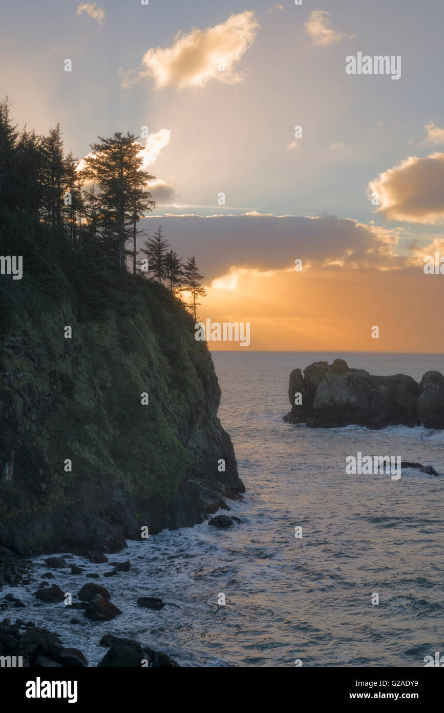 Tree cliff sea hi-res stock photography and images - Alamy
