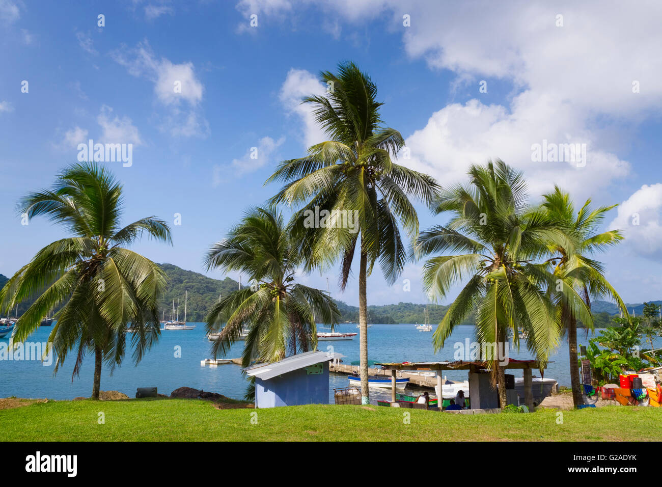 Palm tree growing horizontal hi-res stock photography and images - Alamy