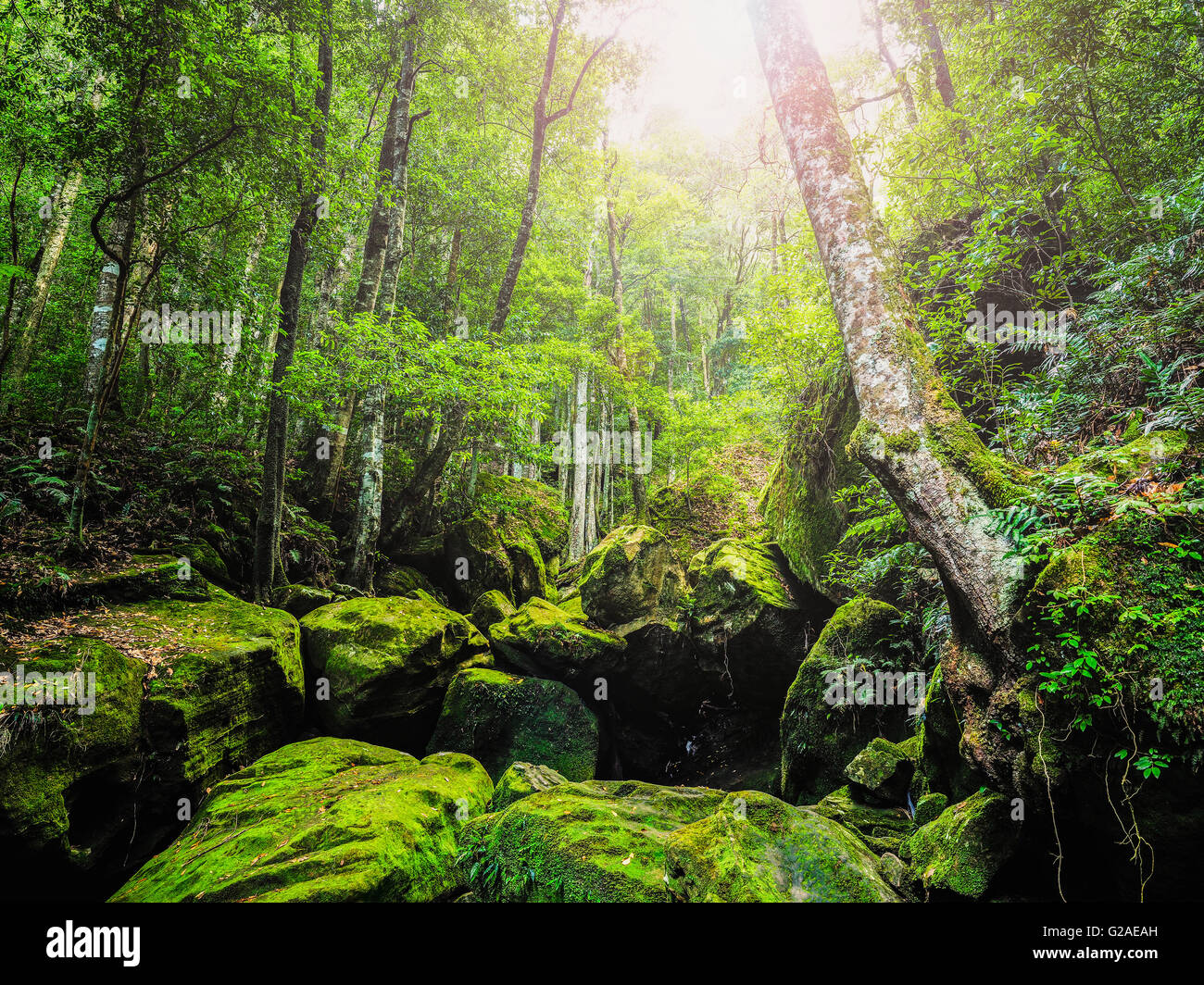 Rocks covered in moss in forest Stock Photo - Alamy