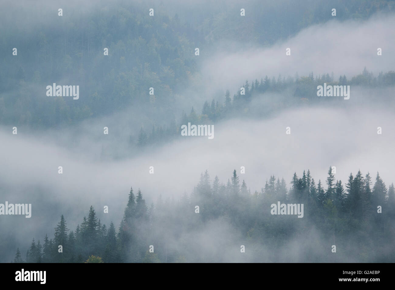 Landscape with forest in fog Stock Photo - Alamy