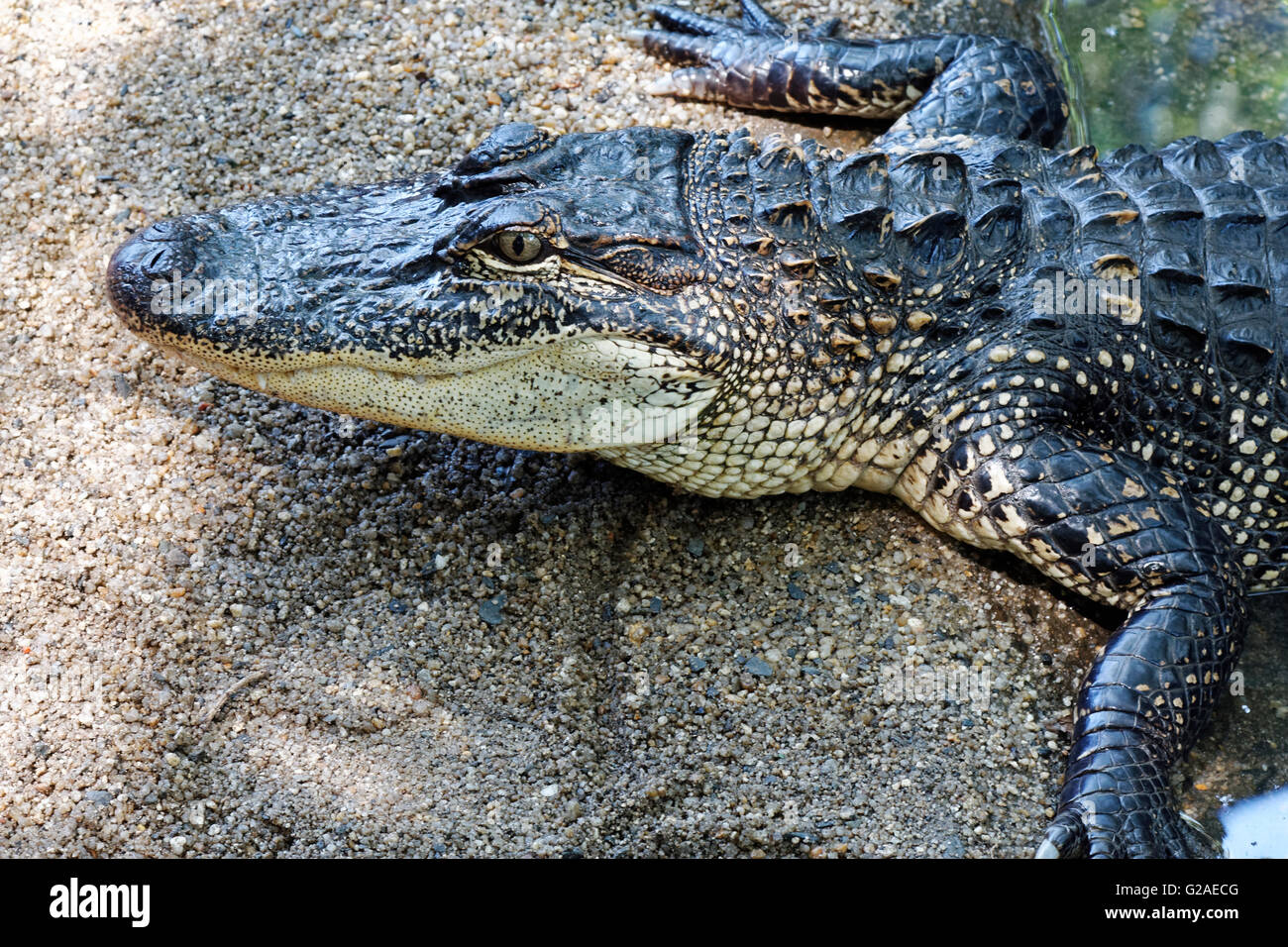 photo of one aggressive Crocodile wild animal Stock Photo - Alamy