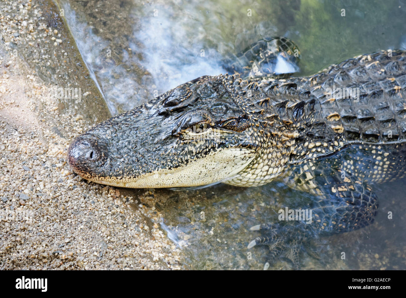 Australian crocodile hi-res stock photography and images - Alamy