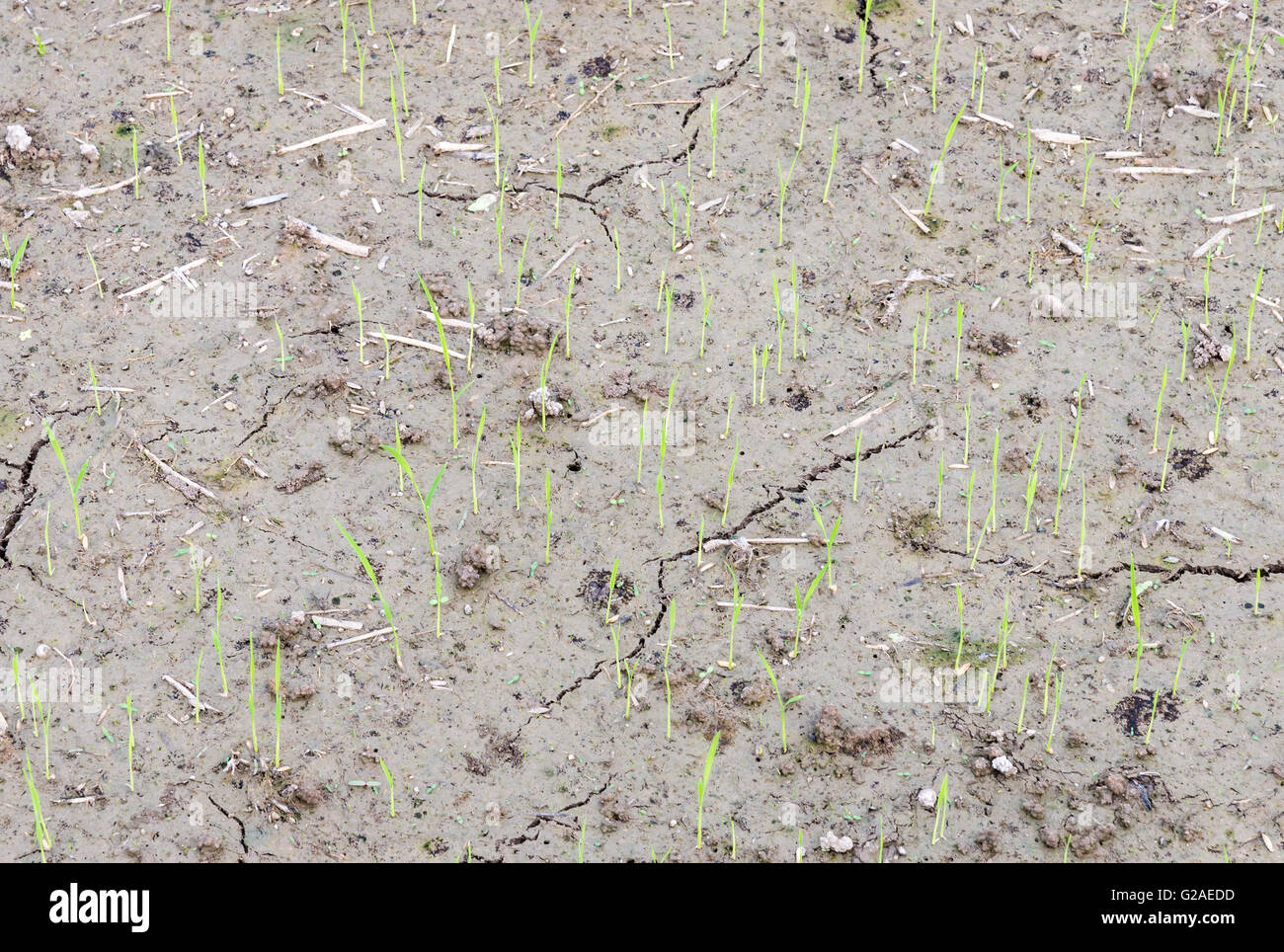 Rice field soil hi-res stock photography and images - Alamy